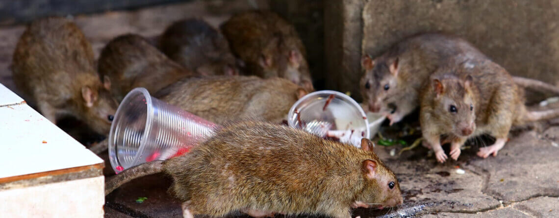 Rotter - Skadedyrsbekæmpelse